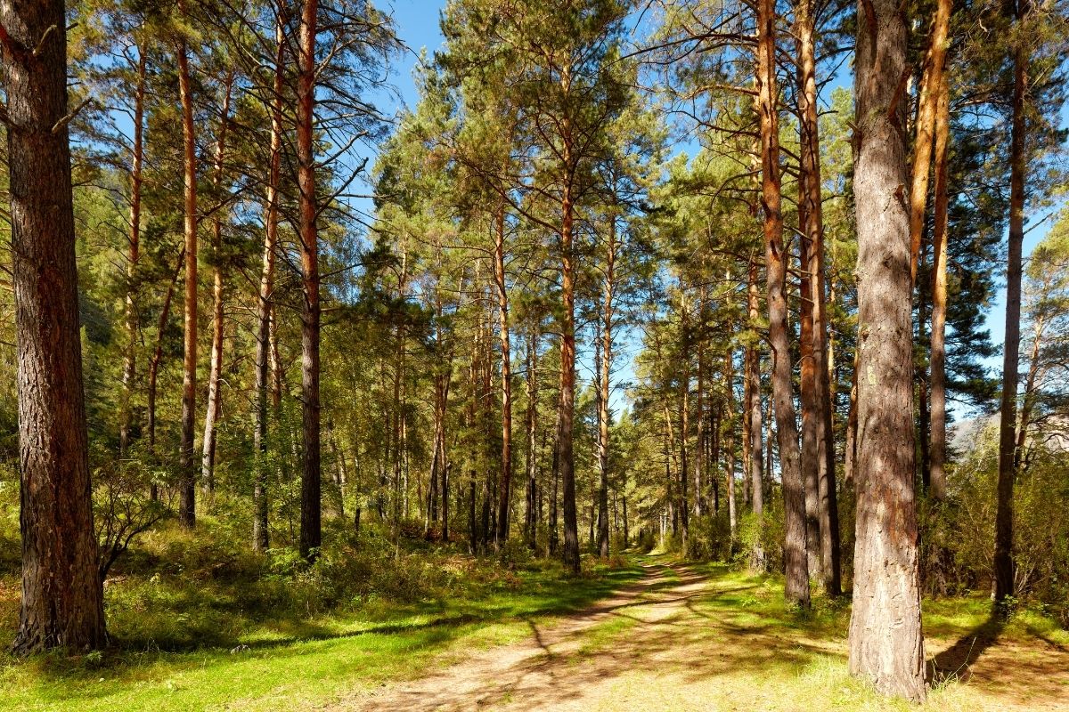 The 6 Best Off-Road Jeep Trails in Arkansas – Driver Illustrated